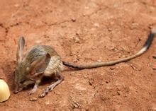 Waldohreule Springmaus - Seiten [1] - Welt enzyklopädisches Wissen