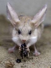 Waldohreule Springmaus - Seiten [1] - Welt enzyklopädisches Wissen