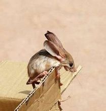 Waldohreule Springmaus - Seiten [1] - Welt enzyklopädisches Wissen