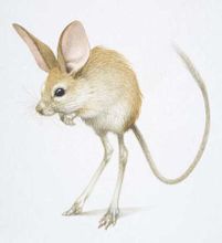 Waldohreule Springmaus - Seiten [1] - Welt enzyklopädisches Wissen