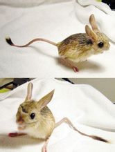 Waldohreule Springmaus - Seiten [1] - Welt enzyklopädisches Wissen